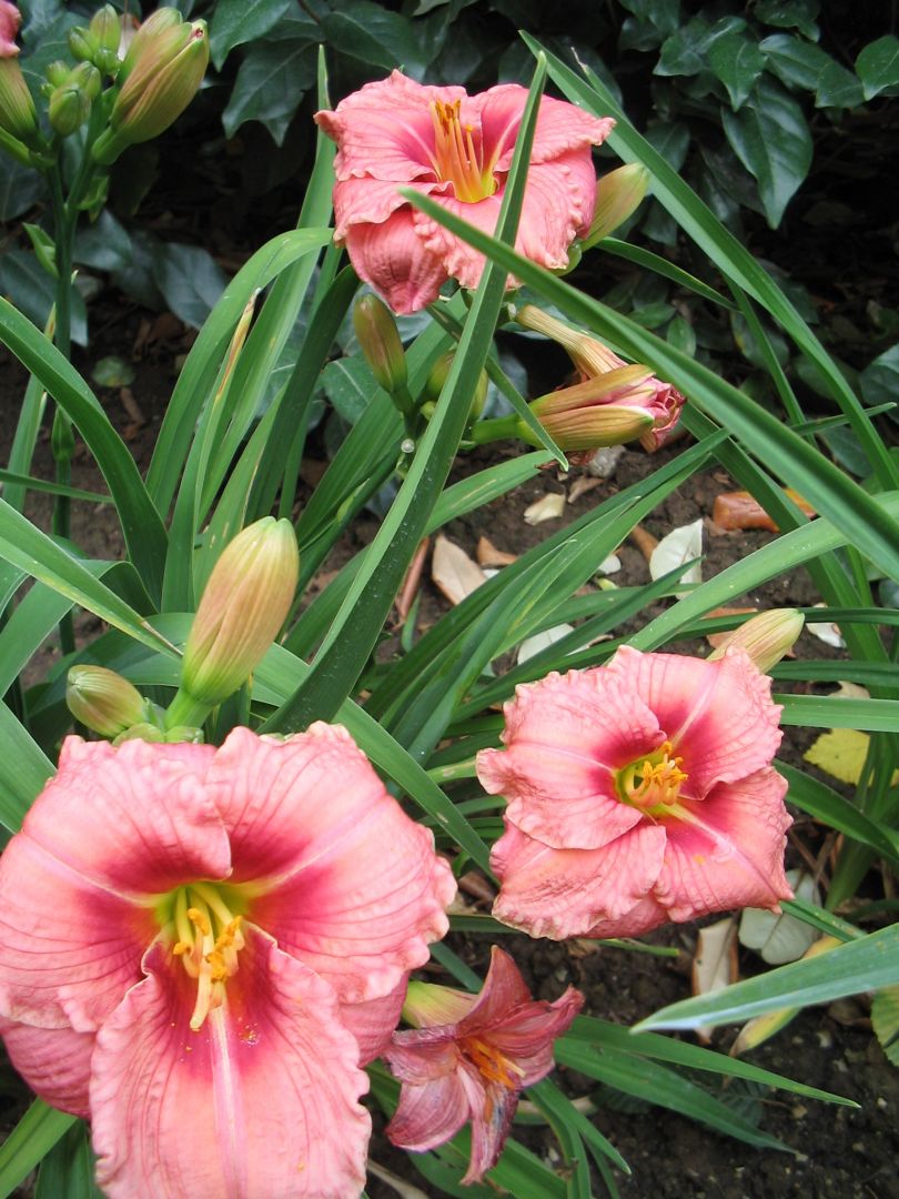 Hemerocallis 'Siloam Ribbon Candy' - Daglelie | De Tuinen van Appeltern