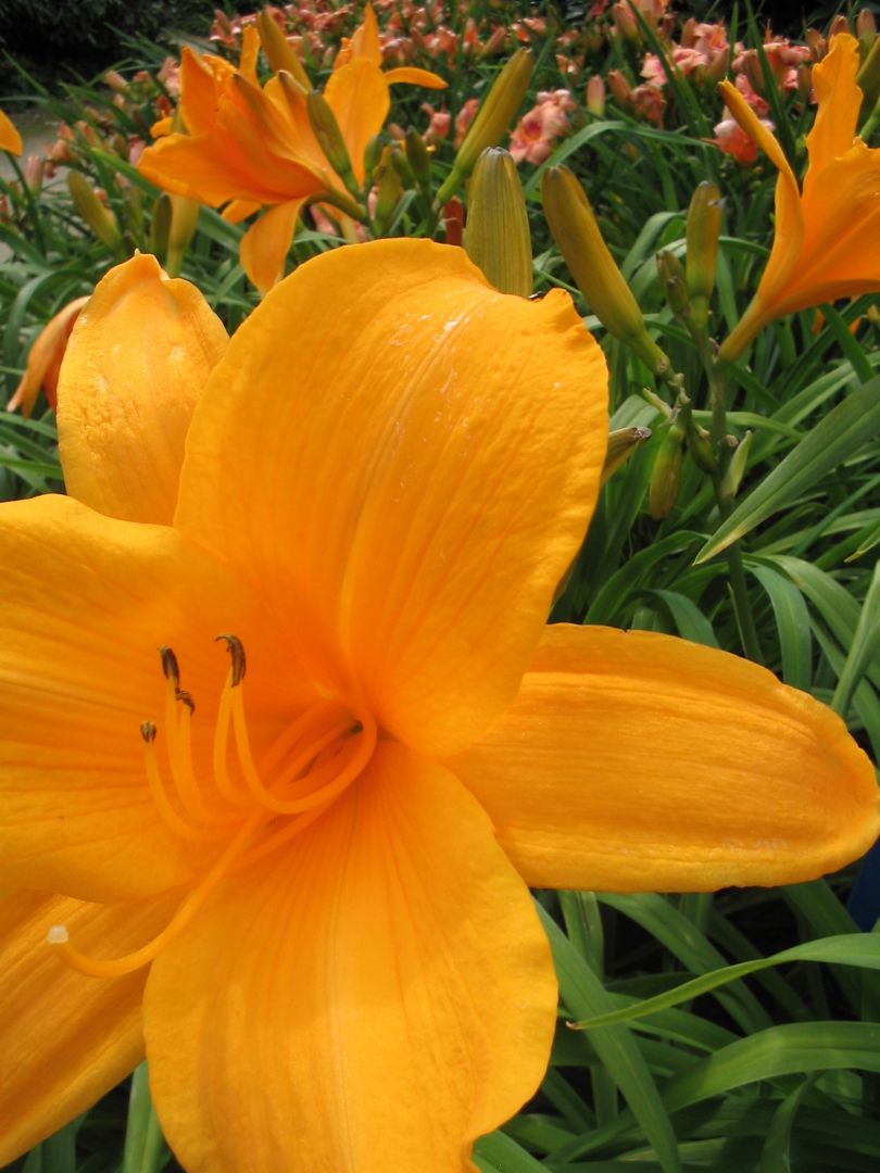 Hemerocallis 'Norton Orange' - Daglelie | De Tuinen van Appeltern