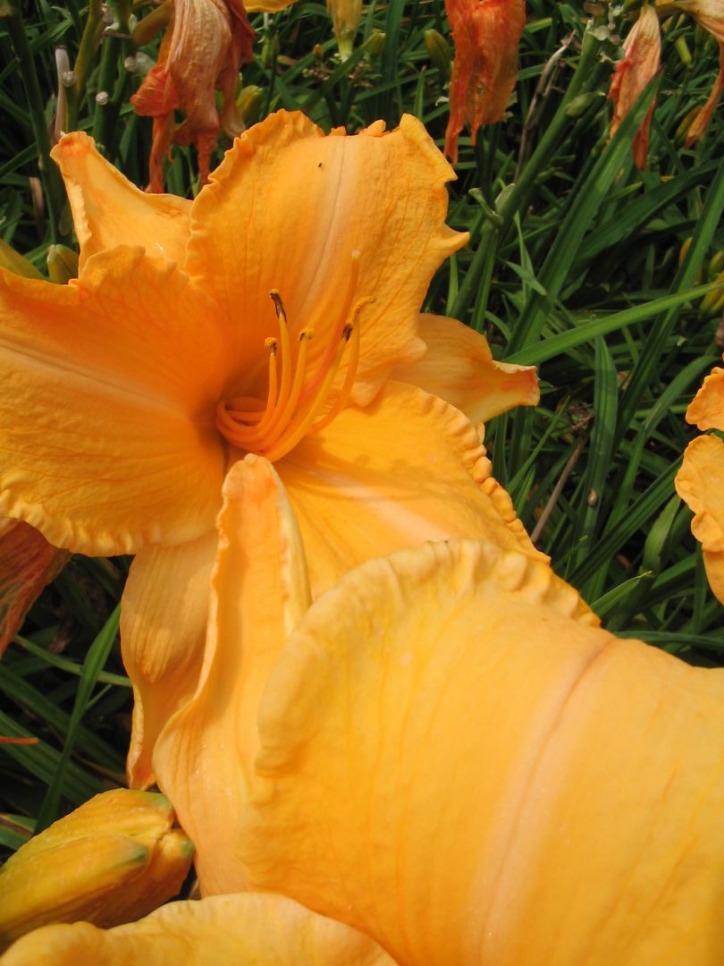 Hemerocallis 'Norton Orange' - Daglelie | De Tuinen van Appeltern
