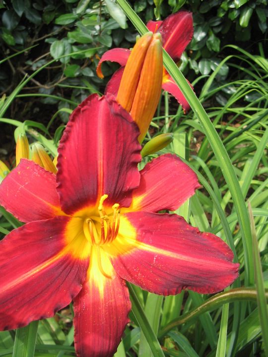 Hemerocallis 'Stafford' - Daglelie | De Tuinen van Appeltern