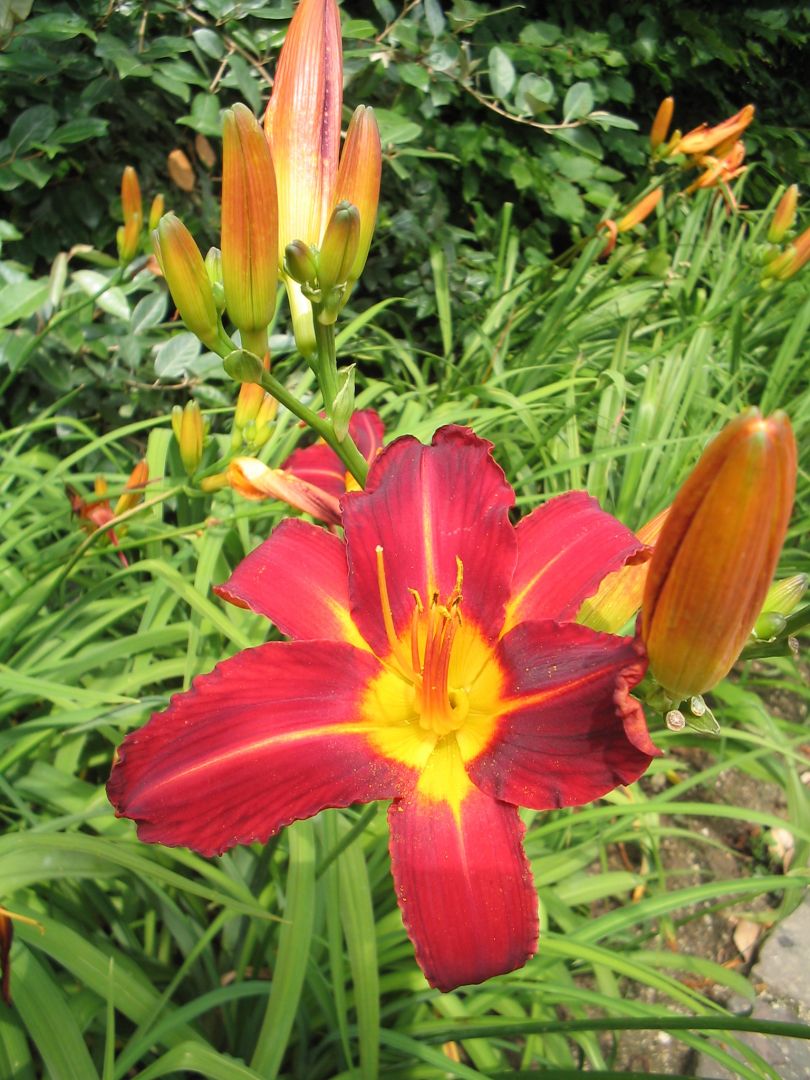 Hemerocallis 'Stafford' - Daglelie | De Tuinen van Appeltern