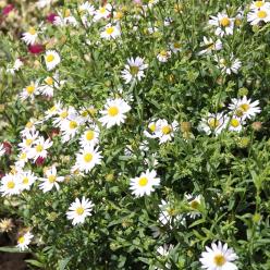 Kalimeris integrifolia 'Daisy Mae' - Zomeraster | De Tuinen van Appeltern