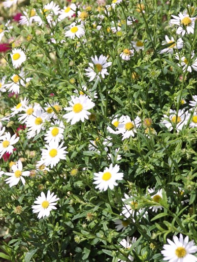 Kalimeris integrifolia 'Daisy Mae' - Zomeraster | De Tuinen van Appeltern