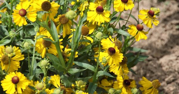 Helenium flexuosum 'Tiny Dancer' - Zonnekruid | De Tuinen van Appeltern
