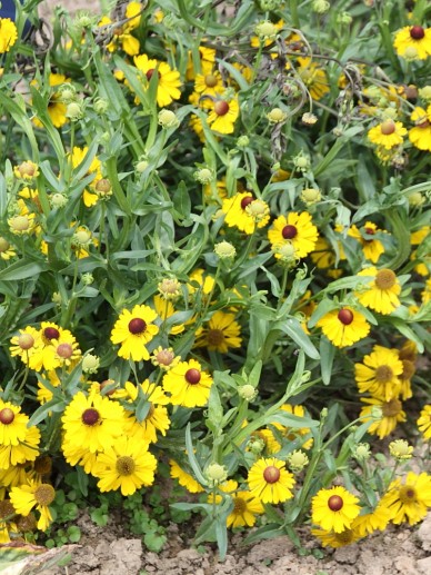 Helenium flexuosum 'Tiny Dancer' - Zonnekruid | De Tuinen van Appeltern