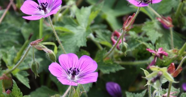 Geranium wallichianum 'Rosetta' - Ooievaarsbek | De Tuinen van Appeltern