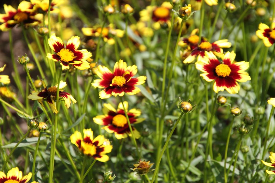Coreopsis 'Cosmic Eye' - Meisjesogen | De Tuinen van Appeltern