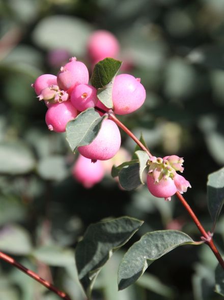 Symphoricarpos 'Magical Candy' (='Kolmcan') - Klapbes | De Tuinen van ...