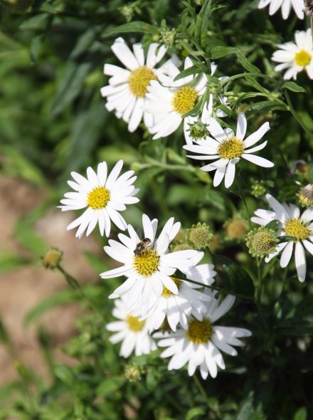 Kalimeris integrifolia 'Daisy Mae' - Zomeraster | De Tuinen van Appeltern