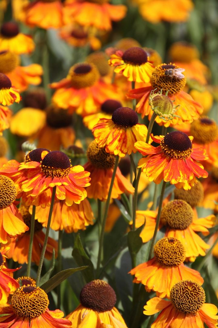 Helenium 'Sahin's Early Flowerer' - Zonnekruid | De Tuinen van Appeltern
