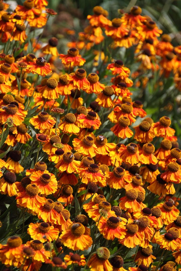 Helenium 'Sahin's Early Flowerer' - Zonnekruid | De Tuinen van Appeltern