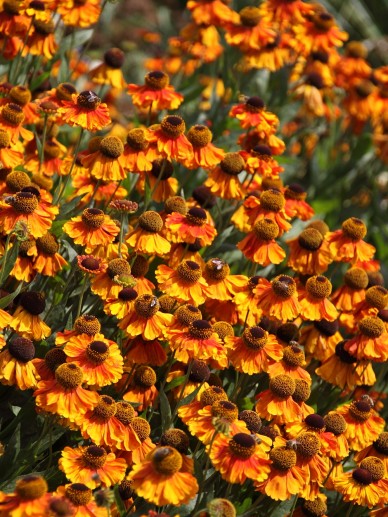 Helenium 'Sahin's Early Flowerer' - Zonnekruid | De Tuinen van Appeltern
