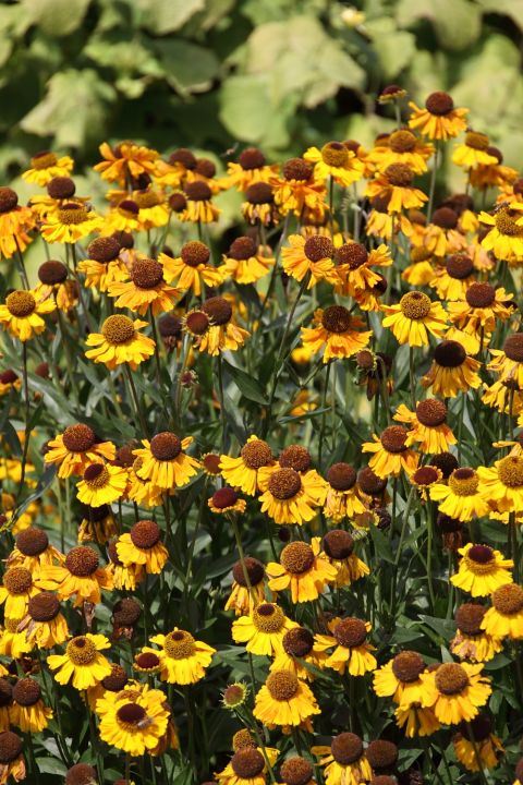 Helenium 'Wyndley' - Zonnekruid | De Tuinen van Appeltern