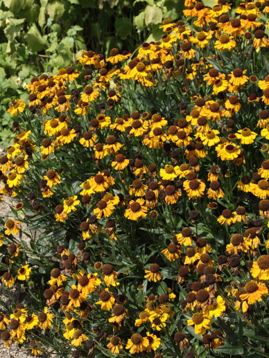 Helenium 'Wyndley' - Zonnekruid | De Tuinen van Appeltern