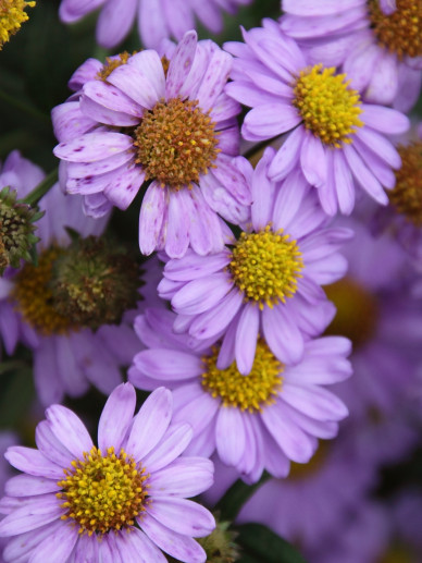 Kalimeris mongolica 'Antonia' - Zomeraster | De Tuinen van Appeltern