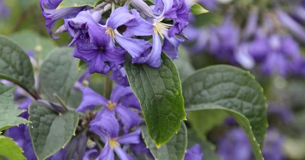 Clematis heracleifolia 'Cassandra' - Struikclematis | De Tuinen van ...