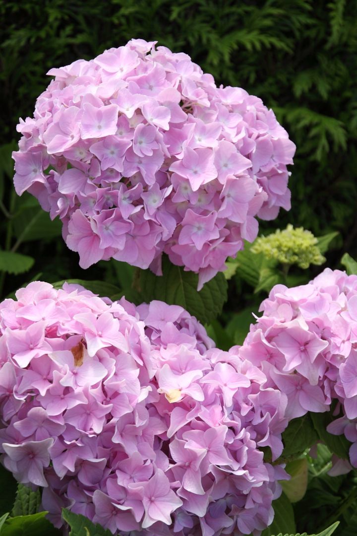 Hydrangea macrophylla 'Bouquet Rose' - Tuinhortensia | De Tuinen van ...