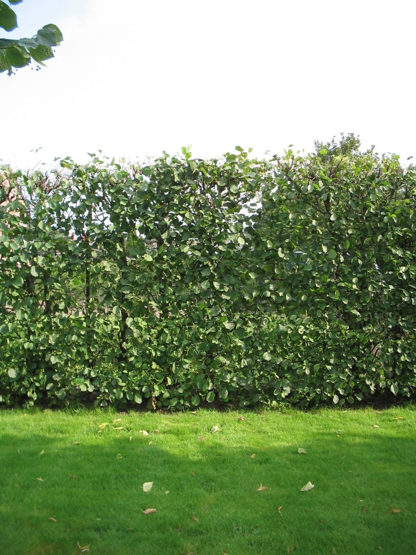 Alnus glutinosa - Zwarte els | De Tuinen van Appeltern