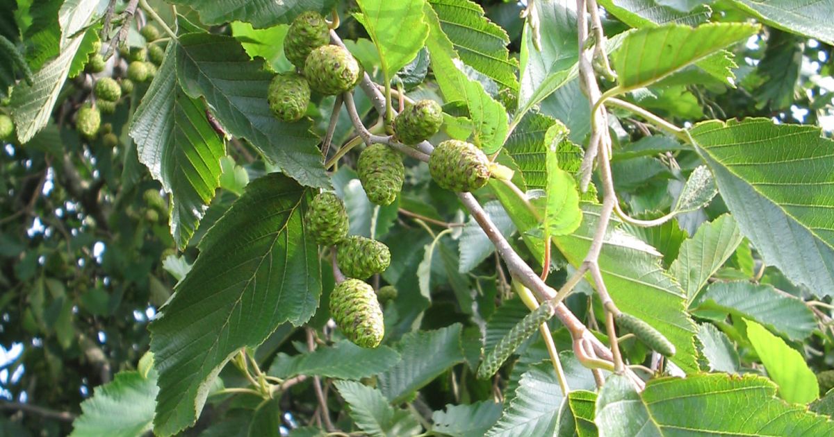 Alnus incana - Witte els, grijze els, grauwe els | De Tuinen van Appeltern