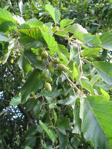 Alnus incana - Witte els, grijze els, grauwe els | De Tuinen van Appeltern