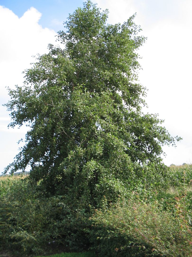 Alnus incana - Witte els, grijze els, grauwe els | De Tuinen van Appeltern