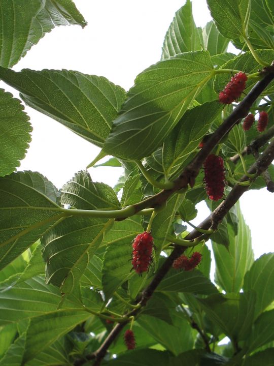 Morus alba 'Macrophylla' - Witte moerbei | De Tuinen van Appeltern