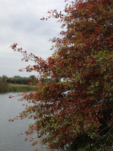 Quercus palustris - Moeraseik | De Tuinen van Appeltern