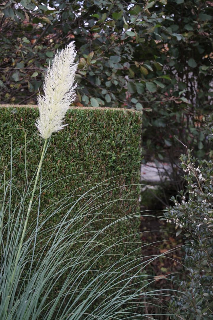 Cortaderia selloana 'Pumila' - Pampasgras | De Tuinen van Appeltern