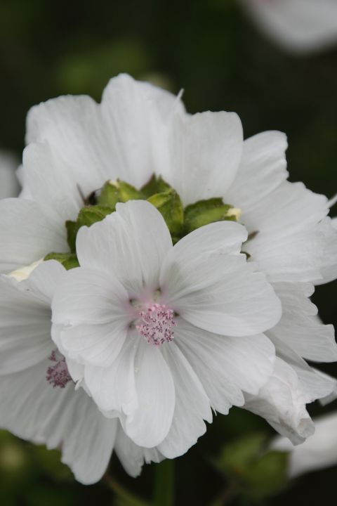 Malva moschata 'Alba' - Kaasjeskruid | De Tuinen van Appeltern