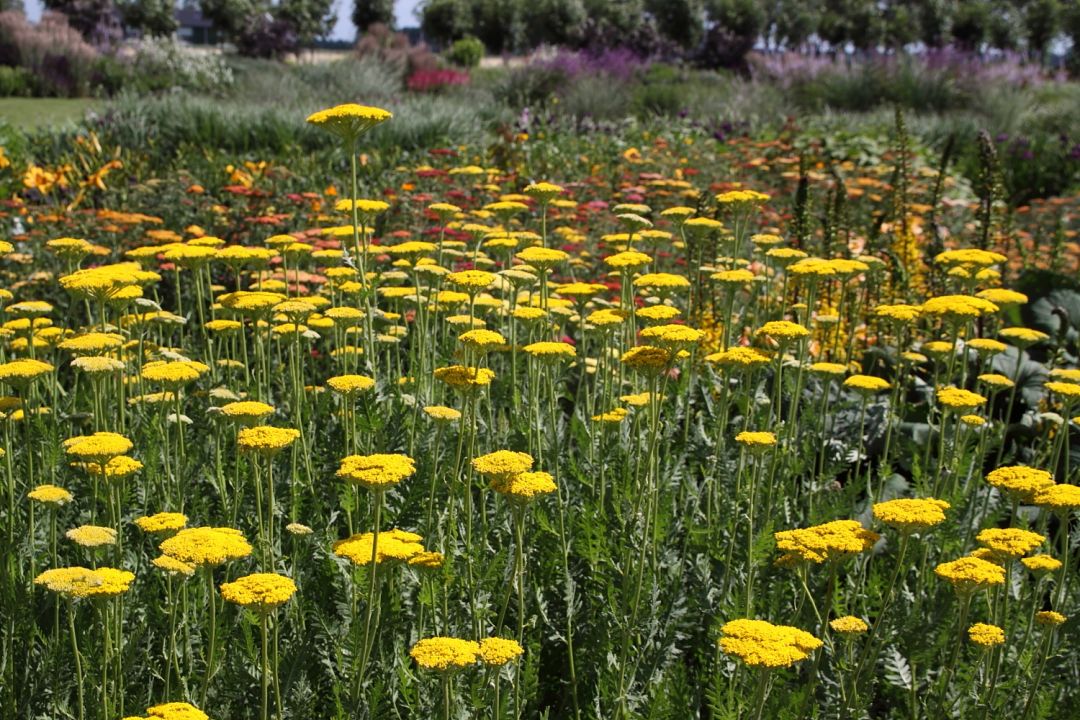 Achillea filipendulina 'Gold Plate' - Duizendblad | De Tuinen van Appeltern