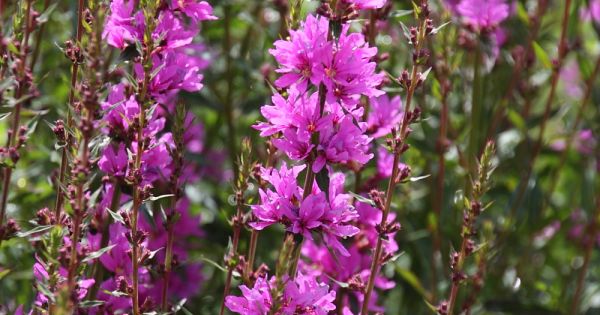 Hoe bestrijd ik kattenstaarten die tussen de Cotoneaster opkomen? | De ...