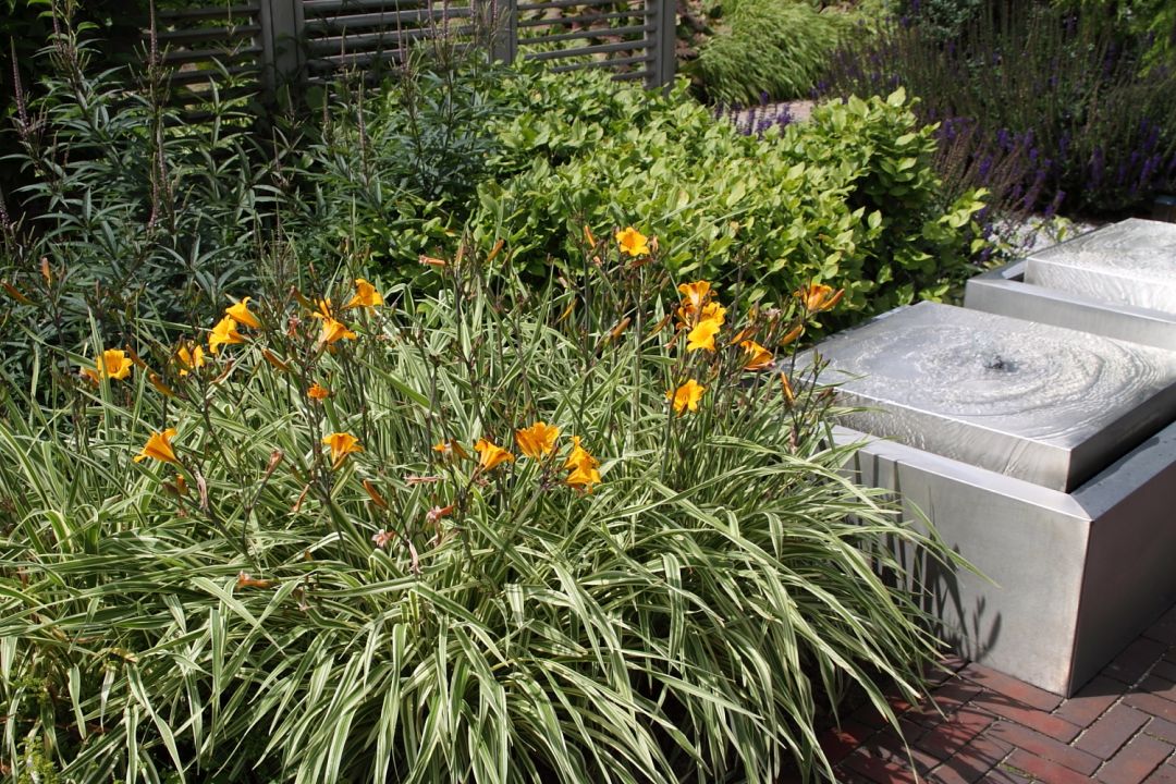 Hemerocallis 'Golden Zebra' - Daglelie | De Tuinen van Appeltern