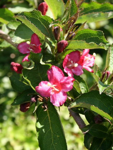 Weigela 'Eva Rathke' - Weigela | De Tuinen van Appeltern