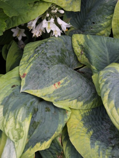 Hosta 'Tokudama Aureonebulosa' | De Tuinen van Appeltern