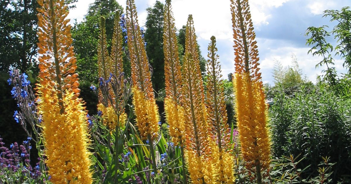 Eremurus ruiter 'Emmy Ro' - Naald van Cleopatra | De Tuinen van Appeltern