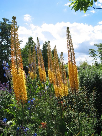 Eremurus ruiter 'Emmy Ro' - Naald van Cleopatra | De Tuinen van Appeltern