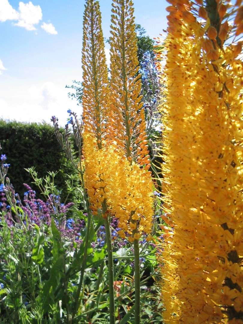 Eremurus ruiter 'Emmy Ro' - Naald van Cleopatra | De Tuinen van Appeltern