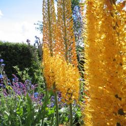 Eremurus ruiter 'Emmy Ro' - Naald van Cleopatra | De Tuinen van Appeltern