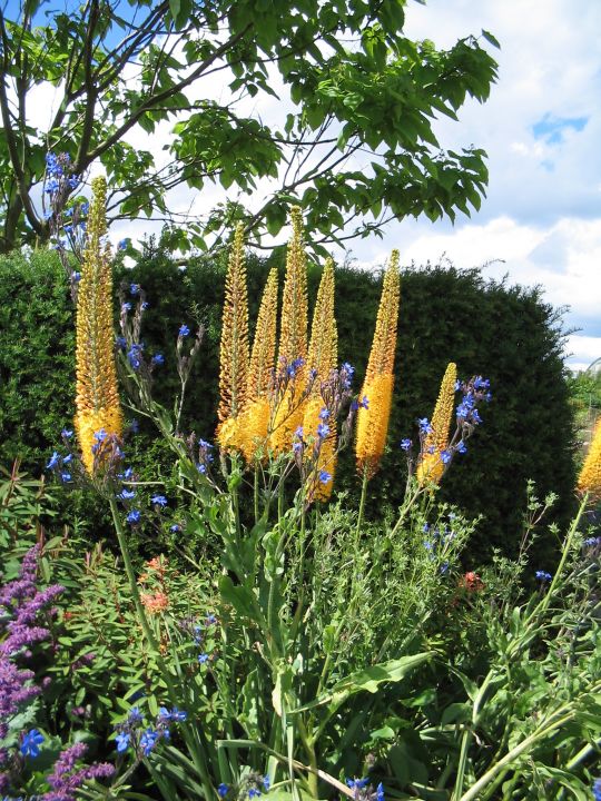 Eremurus ruiter 'Emmy Ro' - Naald van Cleopatra | De Tuinen van Appeltern