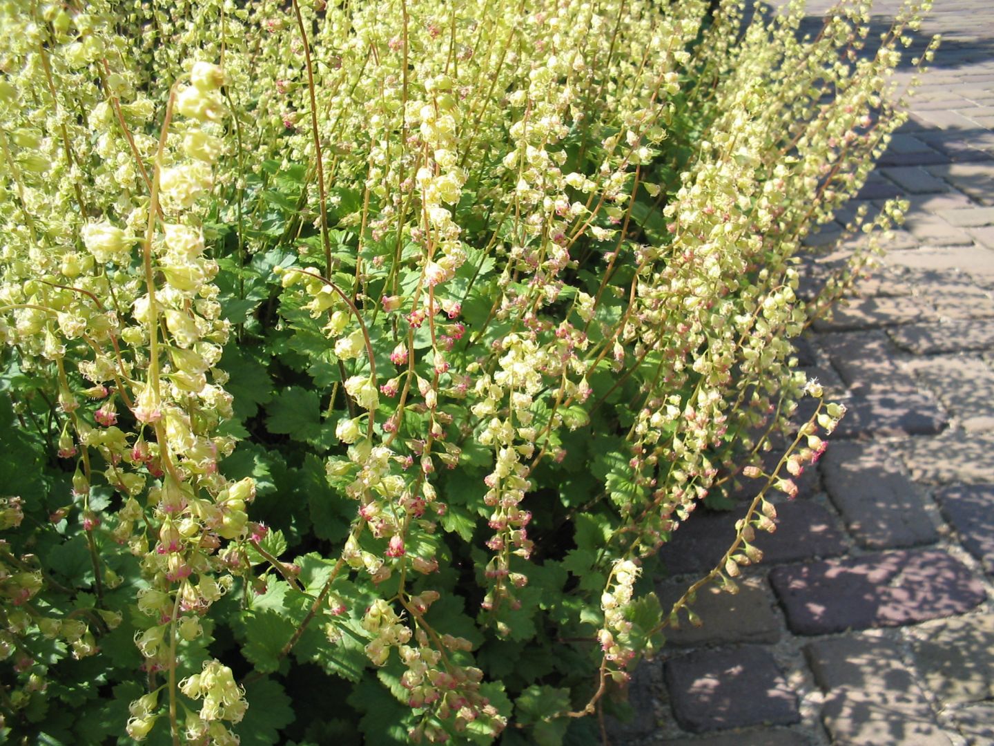 Tellima grandiflora - Franjekelk, Mijterloof | De Tuinen van Appeltern
