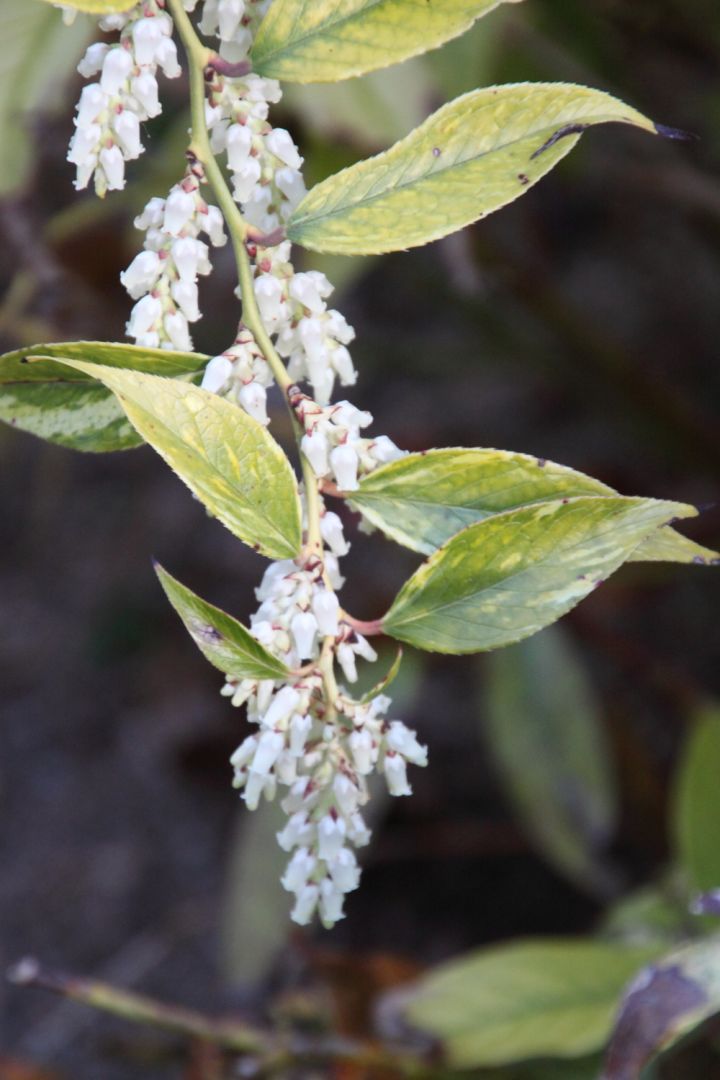 Leucothoe fontanesiana 'Rainbow' - / | De Tuinen van Appeltern