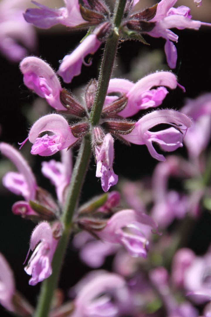 Salvia pratensis 'Pink Delight' - Veldsalie | De Tuinen van Appeltern