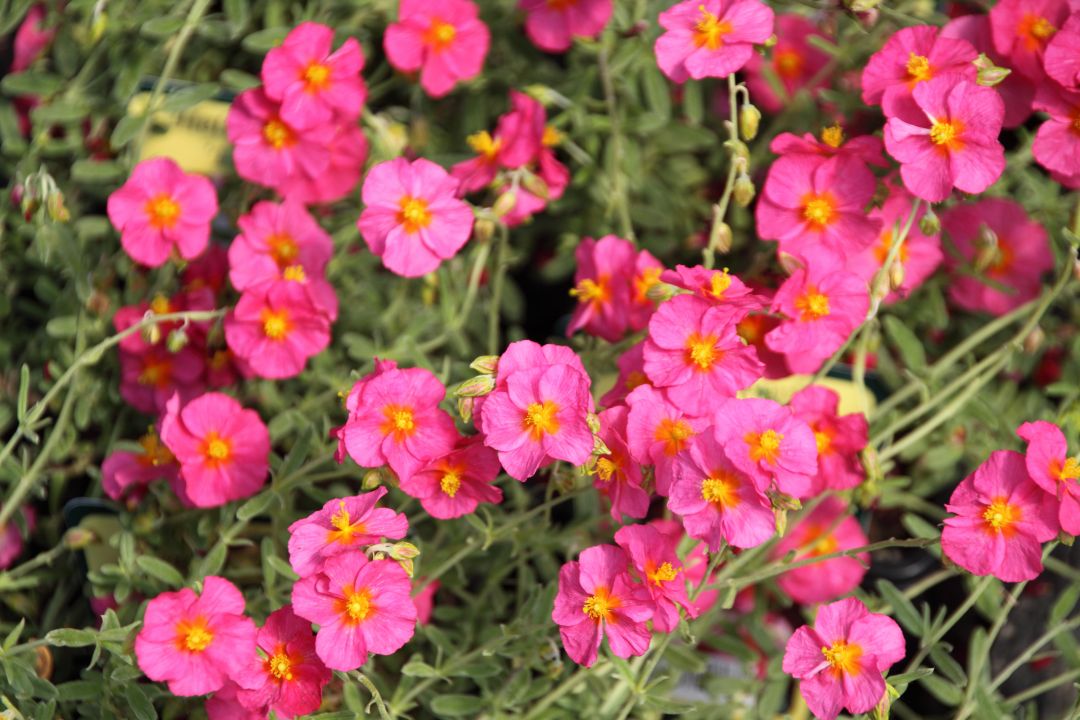 Helianthemum 'Ben Hope' - Zonneroosje | De Tuinen van Appeltern