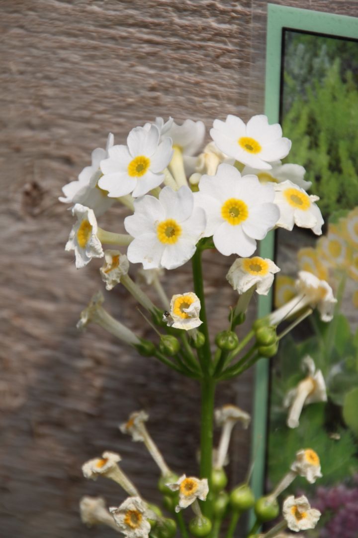 Primula japonica 'Alba' - Japanse sleutelbloem | De Tuinen van Appeltern