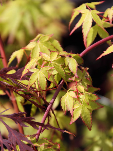 Acer palmatum 'Little Princess' - Japanse esdoorn | De Tuinen van Appeltern
