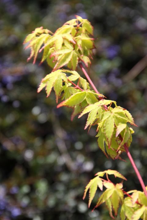 Acer palmatum 'Little Princess' - Japanse esdoorn | De Tuinen van Appeltern