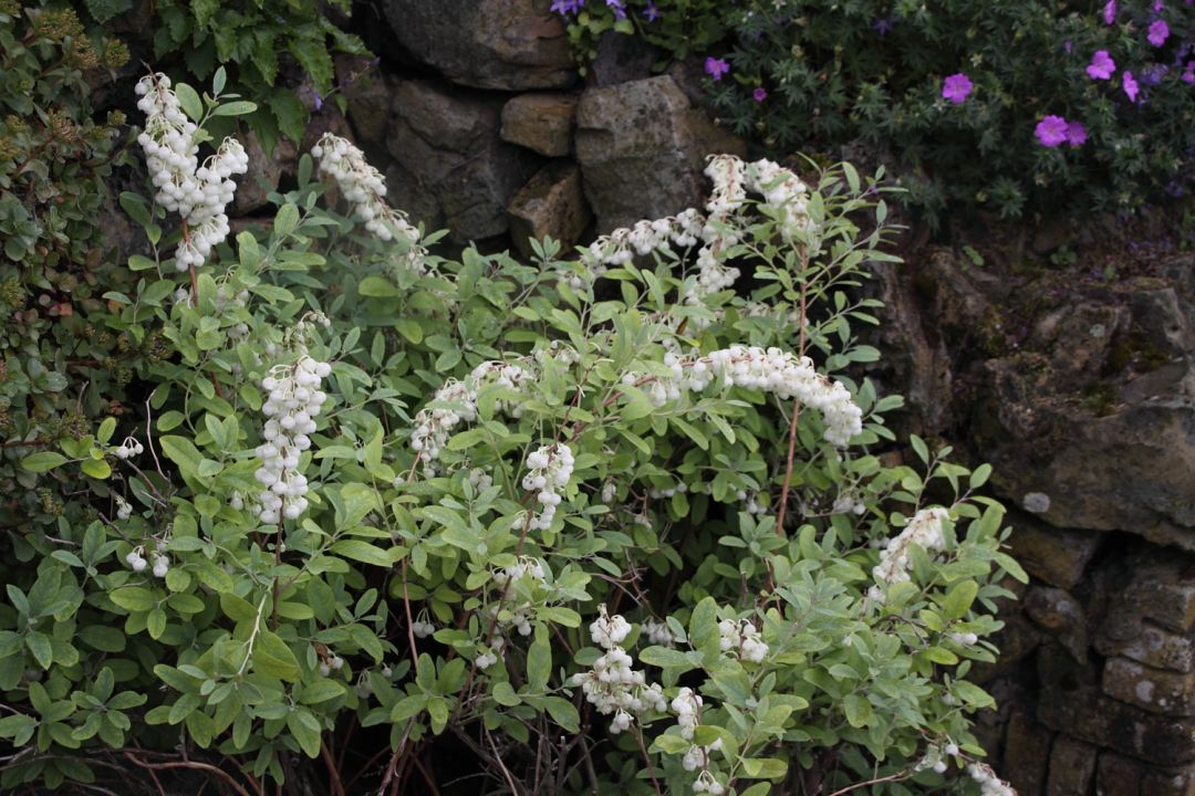 Zenobia pulverulenta | De Tuinen van Appeltern