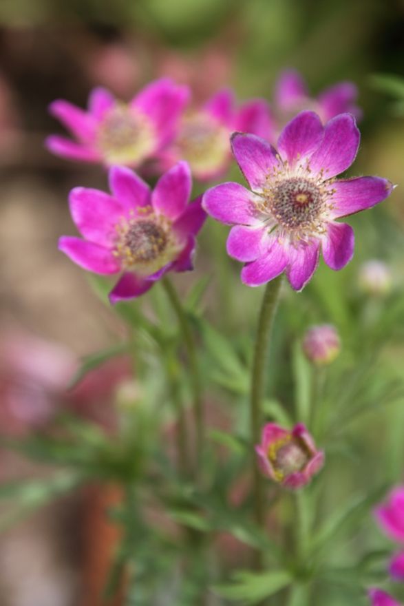 Anemone lesseri (Anemoon) | De Tuinen van Appeltern
