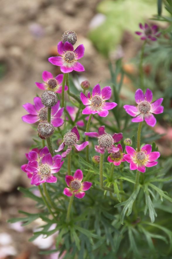 Anemone lesseri (Anemoon) | De Tuinen van Appeltern