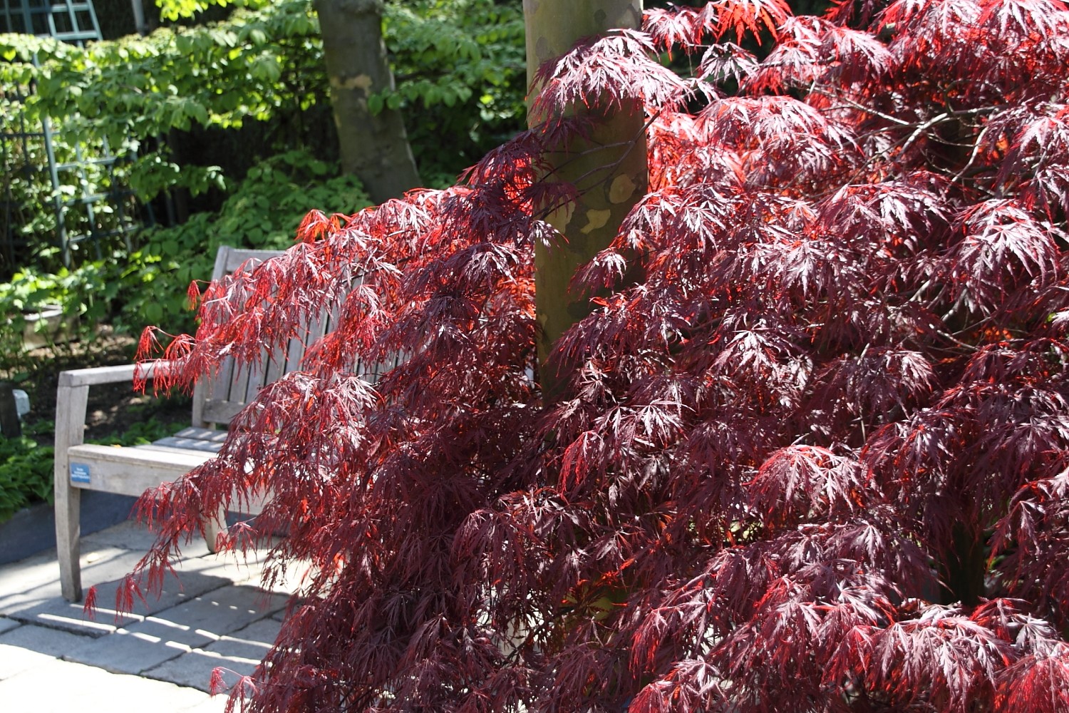 Acer palmatum 'Crimson Queen' - Japanse esdoorn - De Tuinen van Appeltern
